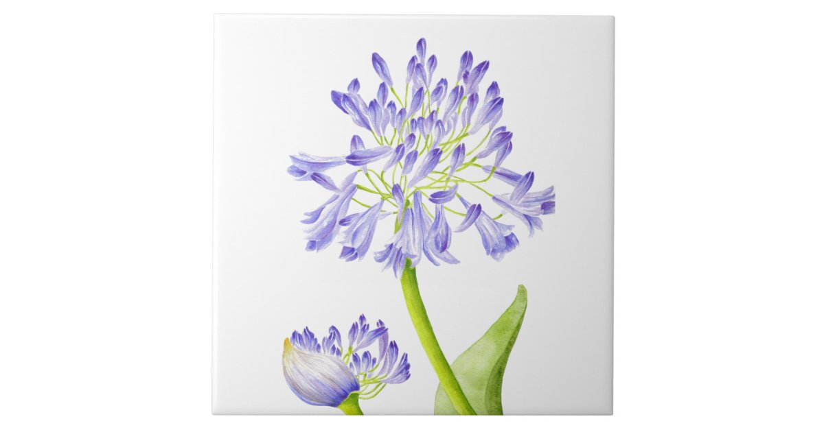 Lily of the Nile on a Ceramic Tile | Zazzle