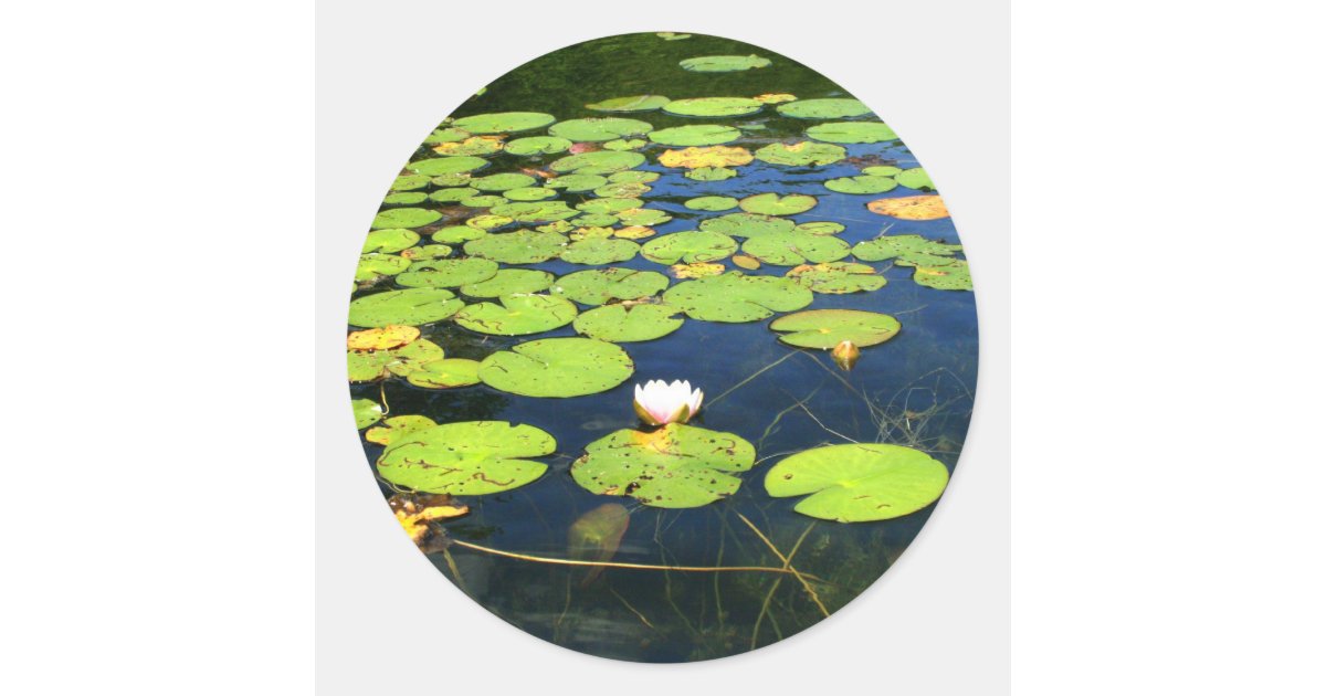 Lily pad stickers | Zazzle
