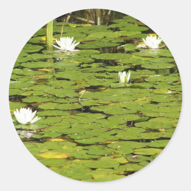 Lily pad stickers | Zazzle