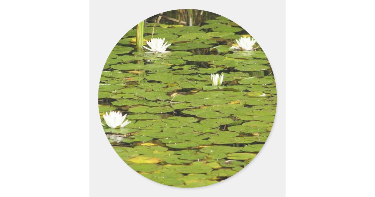 Lily pad stickers | Zazzle