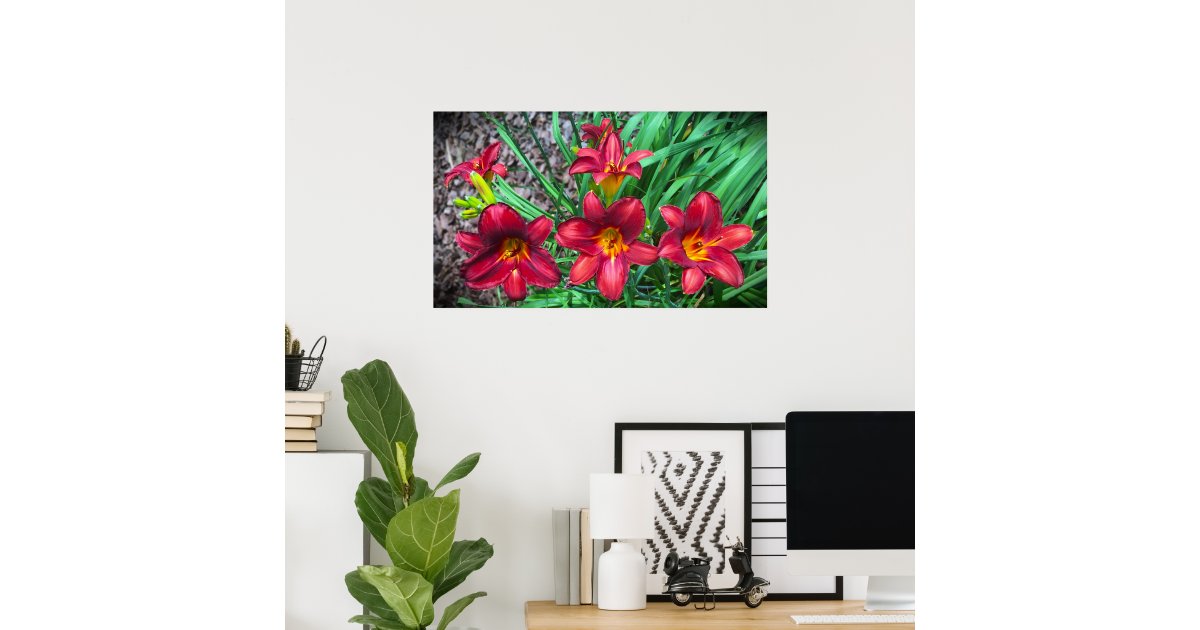 Lily, Poster | Zazzle