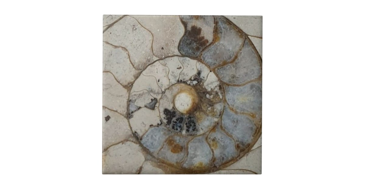 Limestone ammonite ceramic tile | Zazzle