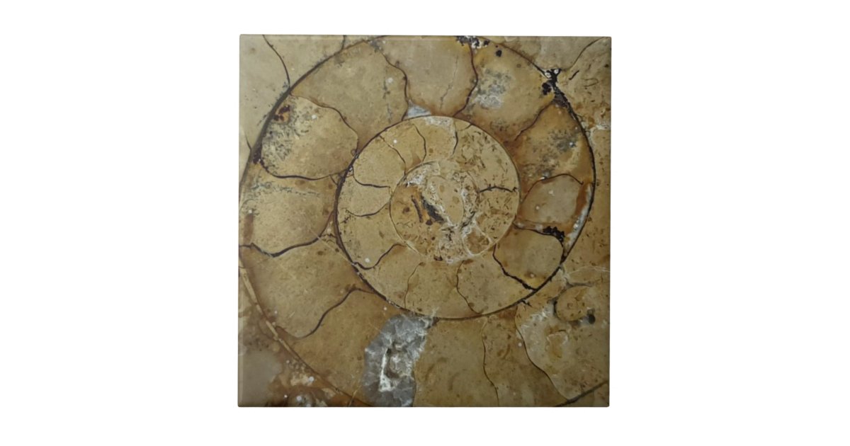 Limestone ammonite fossil ceramic tile | Zazzle