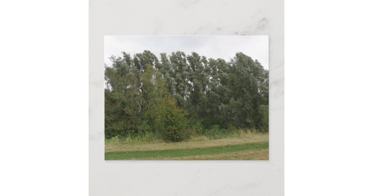 Line of Leaning Trees Landscape Postcard | Zazzle