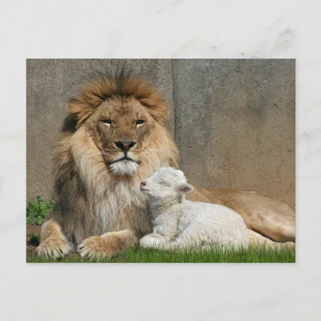Lion and lamb Christmas Holiday Postcard | Zazzle