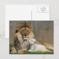 Lion and lamb Christmas Holiday Postcard | Zazzle