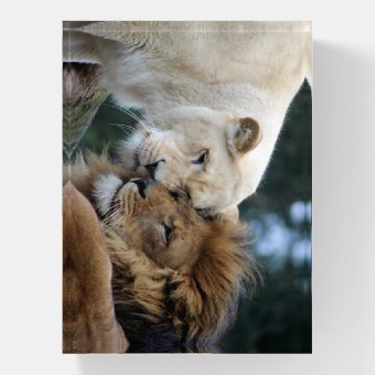 Lion and Lioness Nuzzling Paperweight | Zazzle