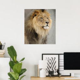 lion art poster | Zazzle