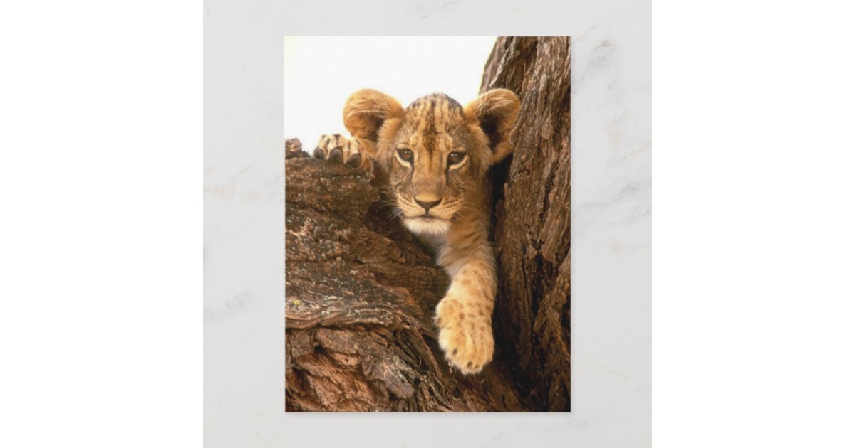 Lion Cub Postcard | Zazzle