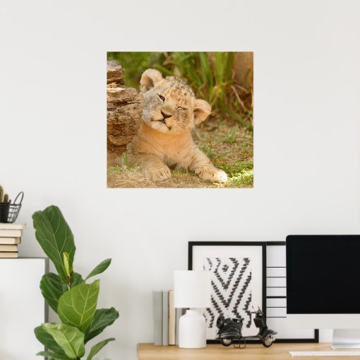 Lion Cub Poster | Zazzle