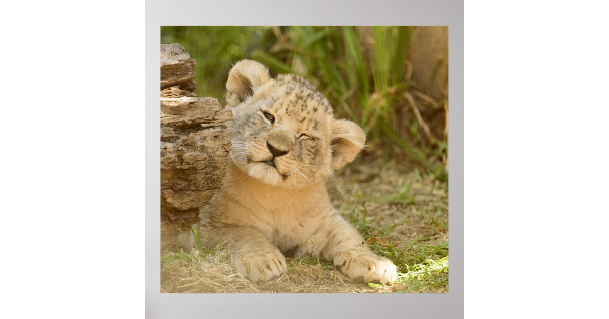 Lion Cub Poster | Zazzle