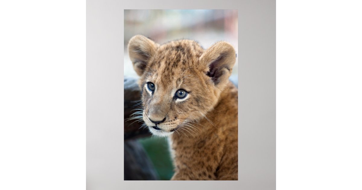 Lion Cub Poster | Zazzle