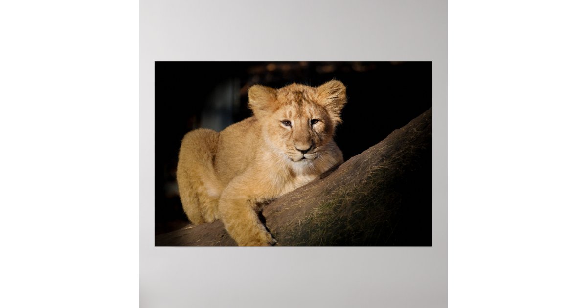 Lion Cub Poster | Zazzle