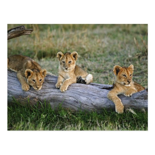 Lion and cub, Tsavo, Kenya Postcard | Zazzle.com