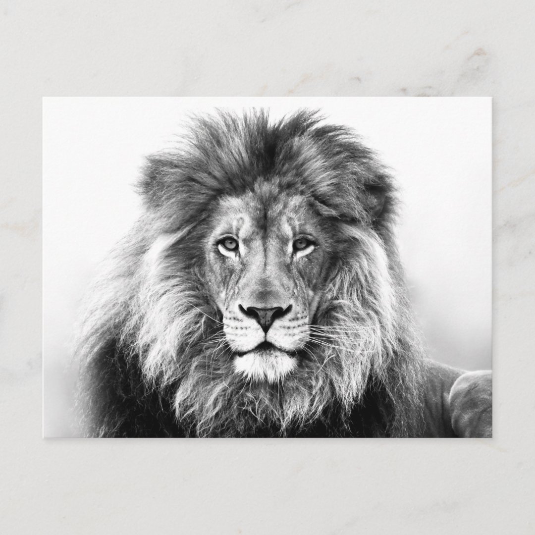 Lion Design Postcard | Zazzle