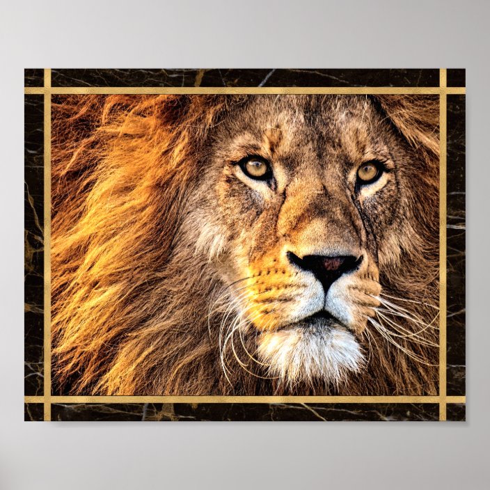 Lion Face Closeup Photo Image Print Poster | Zazzle.com