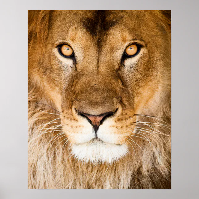 Lion Face Closeup Poster | Zazzle