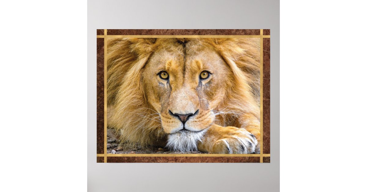 Lion Face Photo Poster | Zazzle