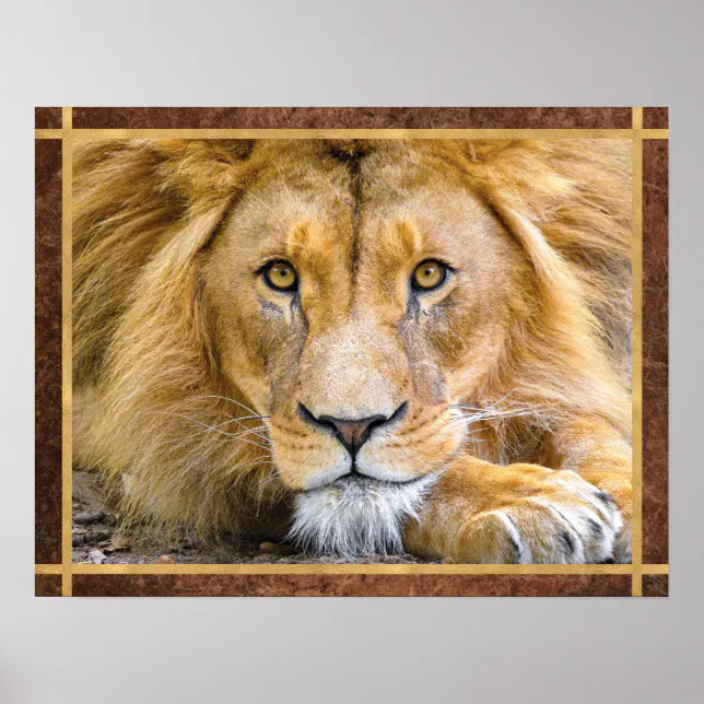 Lion Face Photo Poster | Zazzle