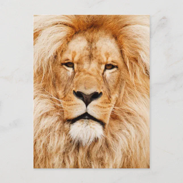 Lion Face Postcard | Zazzle