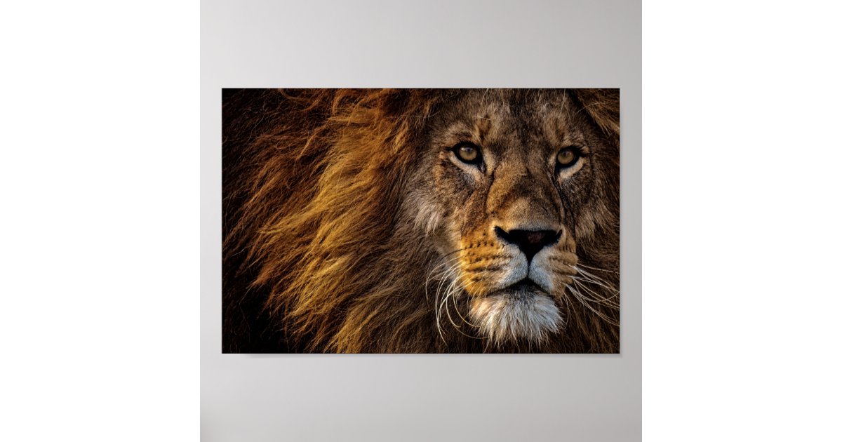 Lion Face Poster | Zazzle