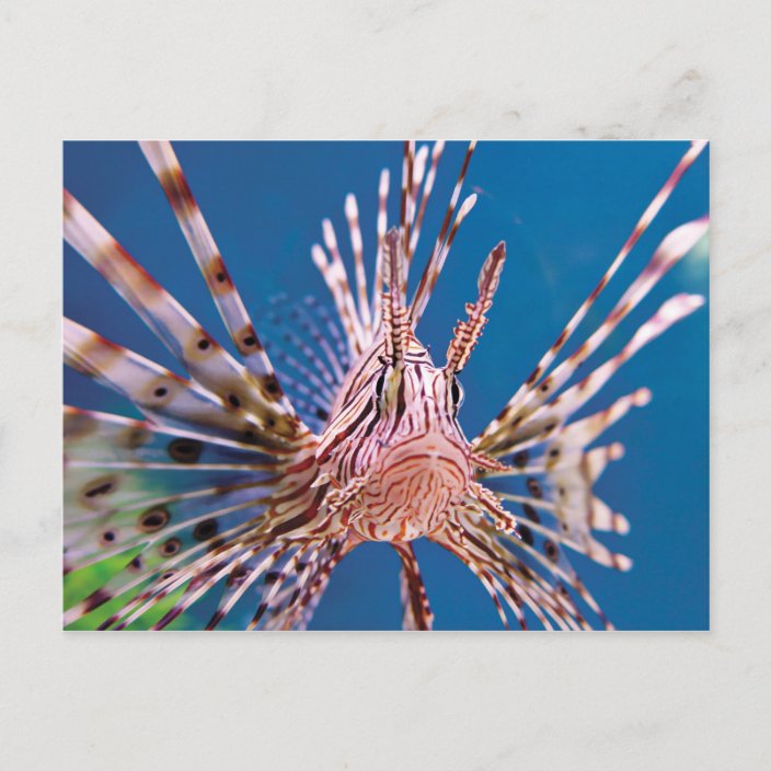 Lion Fish Looking at You Postcard | Zazzle.com