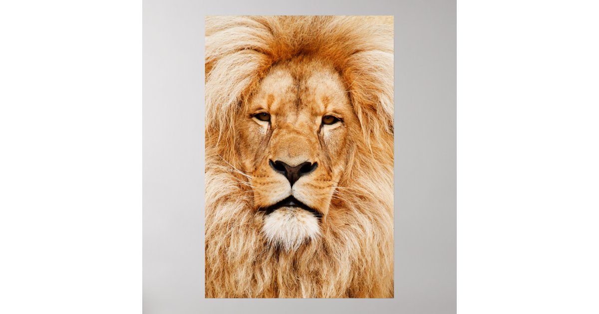 Lion Head Poster | Zazzle