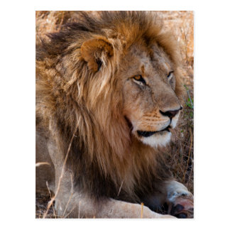 Kenya Postcards | Zazzle
