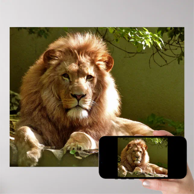 Lion Poster | Zazzle