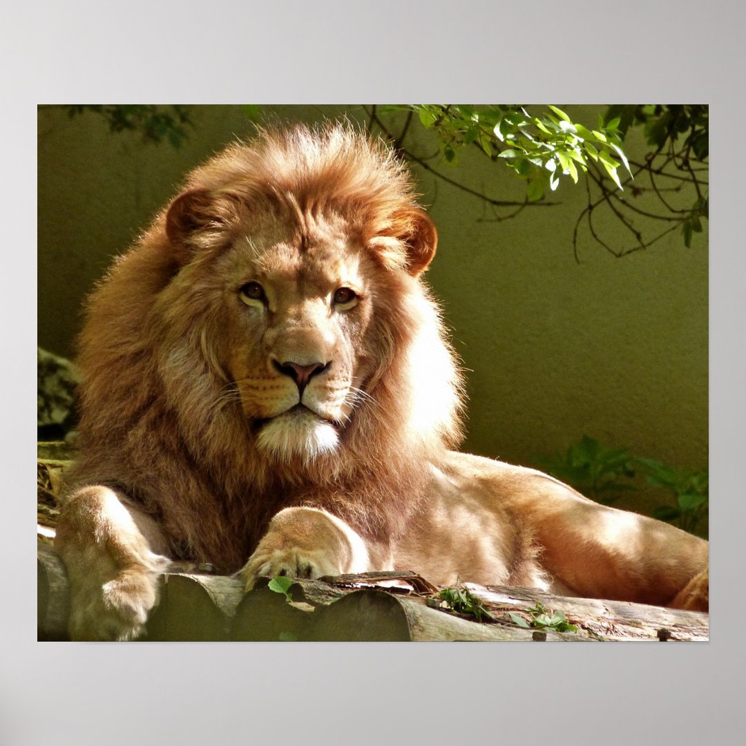Lion Poster | Zazzle