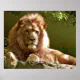 Lion Poster | Zazzle