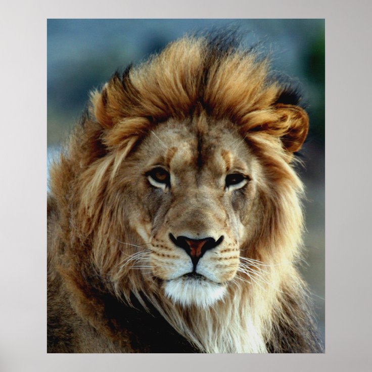 Lion Poster | Zazzle