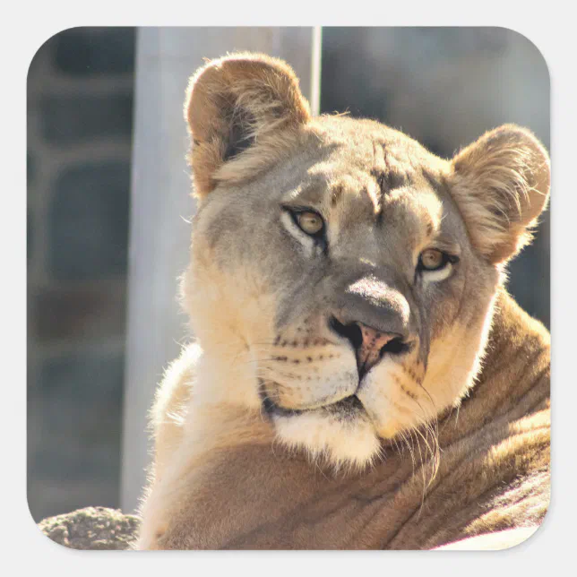 Lioness Square Sticker | Zazzle