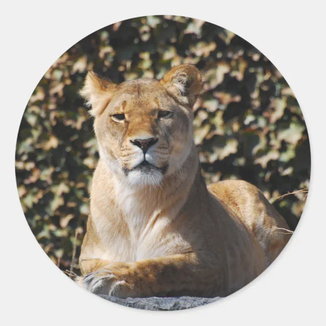 Lioness Sticker | Zazzle