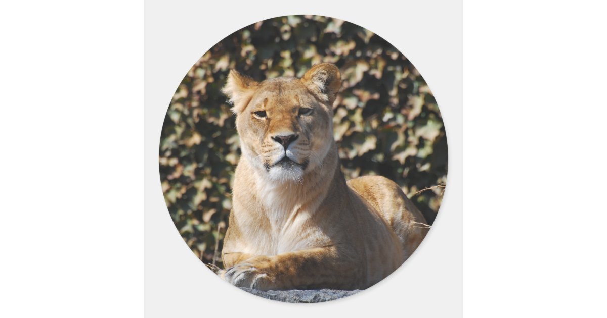 Lioness Sticker | Zazzle