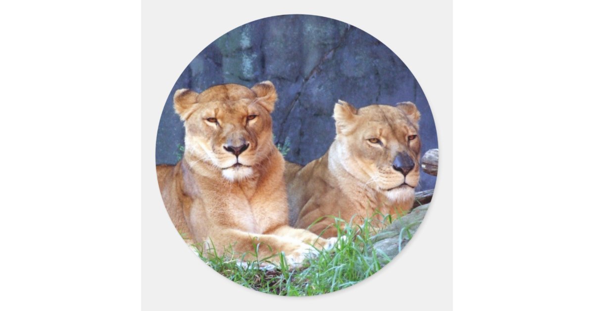 Lioness Sticker | Zazzle