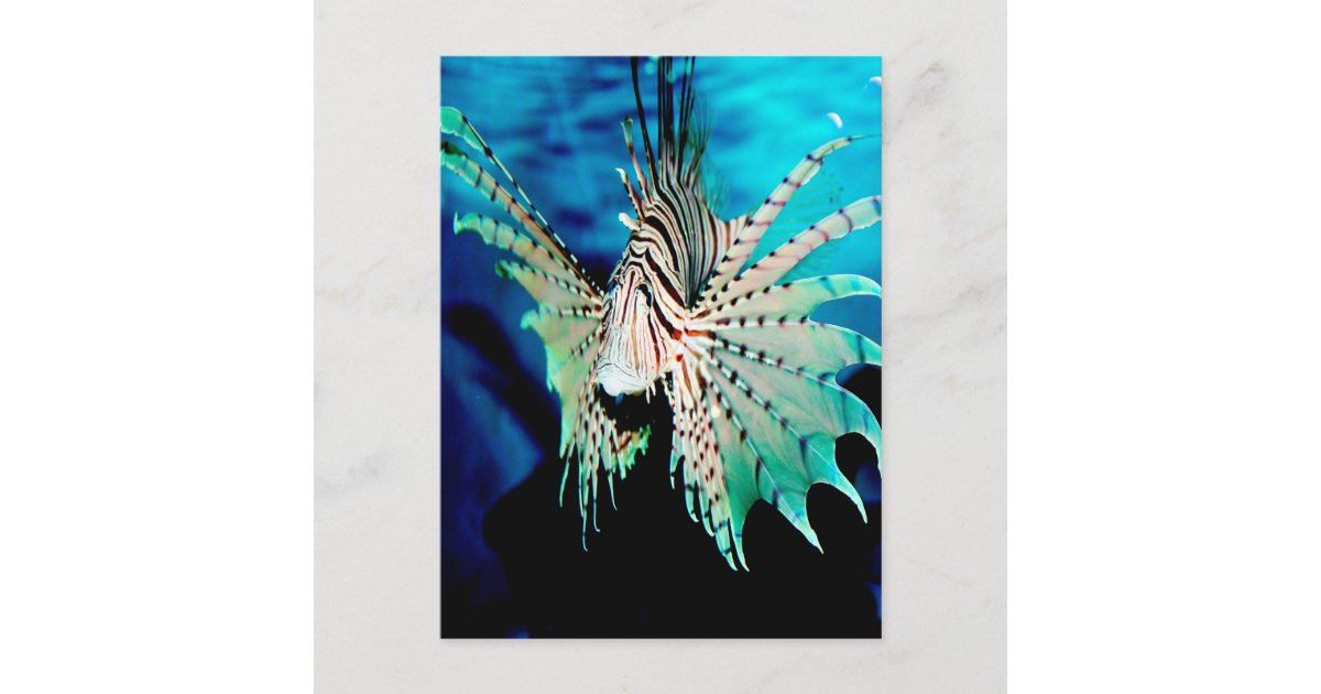 Lionfish Beauty Postcard | Zazzle