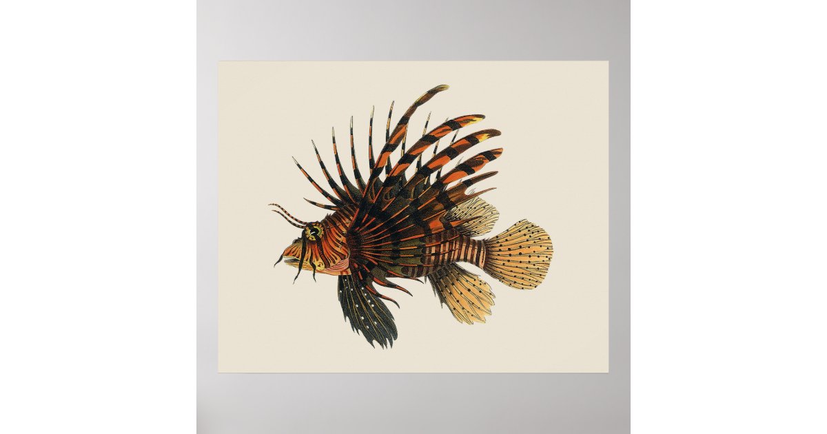 Lionfish Fish, Vintage Marine Ocean Life Animal Poster | Zazzle