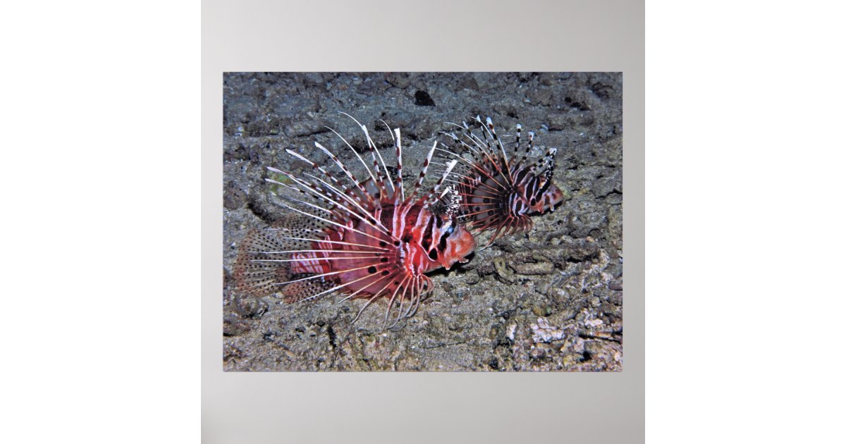 Lionfish Pair Poster | Zazzle