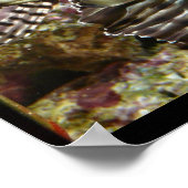 Lionfish Poster | Zazzle