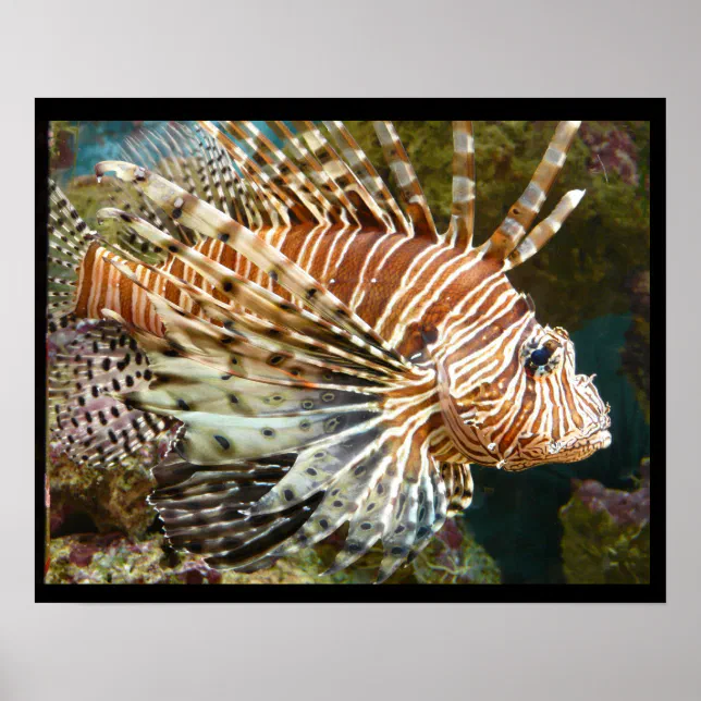 Lionfish Poster | Zazzle