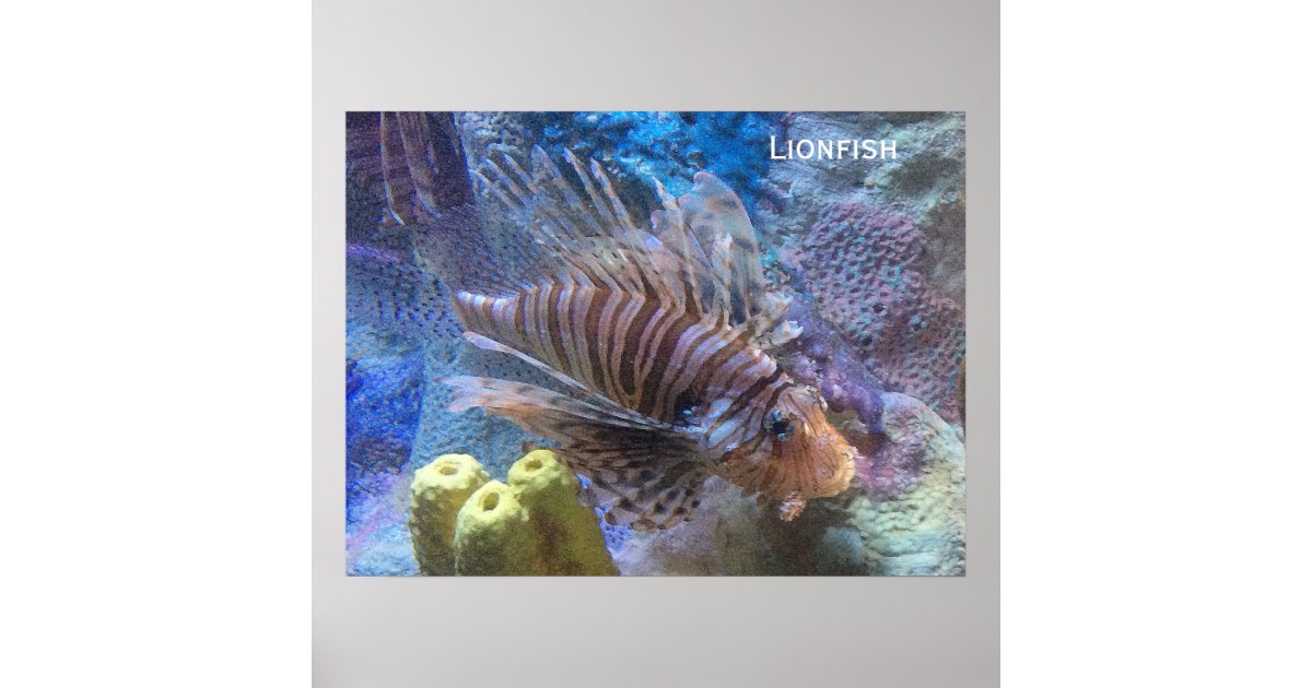 Lionfish Poster | Zazzle
