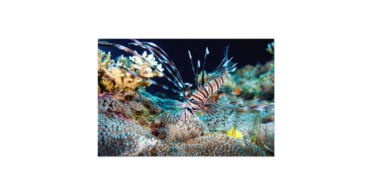 Lionfish Print | Zazzle