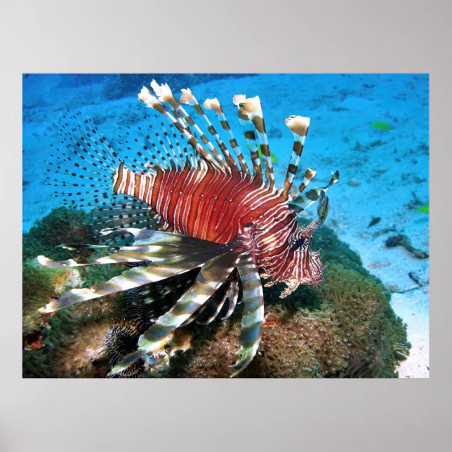 Lionfish Profile Poster | Zazzle