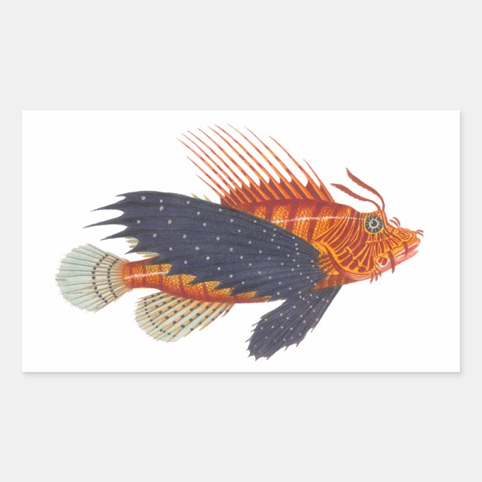 Lionfish - Pterois - Lion Fish Antique Engraving Rectangular Sticker ...