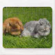 Lionhead Holland Mini Lop Bunny Rabbit Mouse Pad | Zazzle