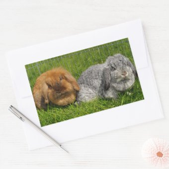 Lionhead Holland Mini Lop Bunny Rabbit Rectangular Sticker | Zazzle