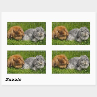 Lionhead Holland Mini Lop Bunny Rabbit Rectangular Sticker | Zazzle