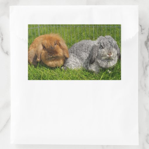 Lionhead Holland Mini Lop Bunny Rabbit Rectangular Sticker | Zazzle