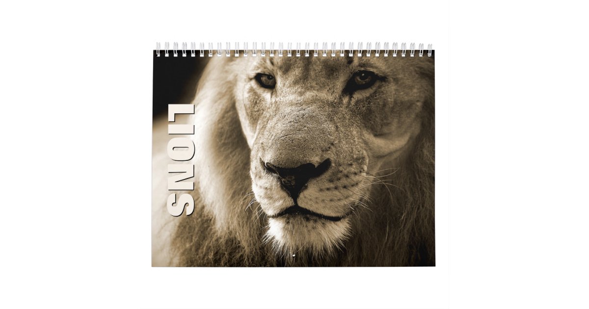 Lions [1] Wall Calendar | Zazzle